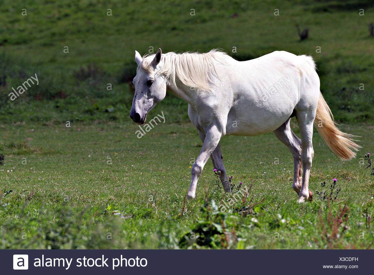 Cheval De Selle Francais High Resolution Stock Photography and Images ...