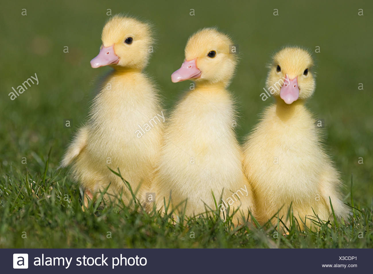 Side Front View Detail In High Resolution Stock Photography and Images ...