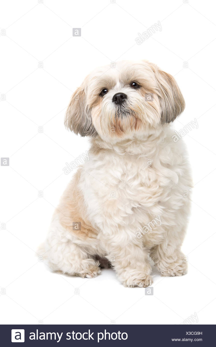 Small White Fluffy Dog Stock Photos & Small White Fluffy Dog Stock ...