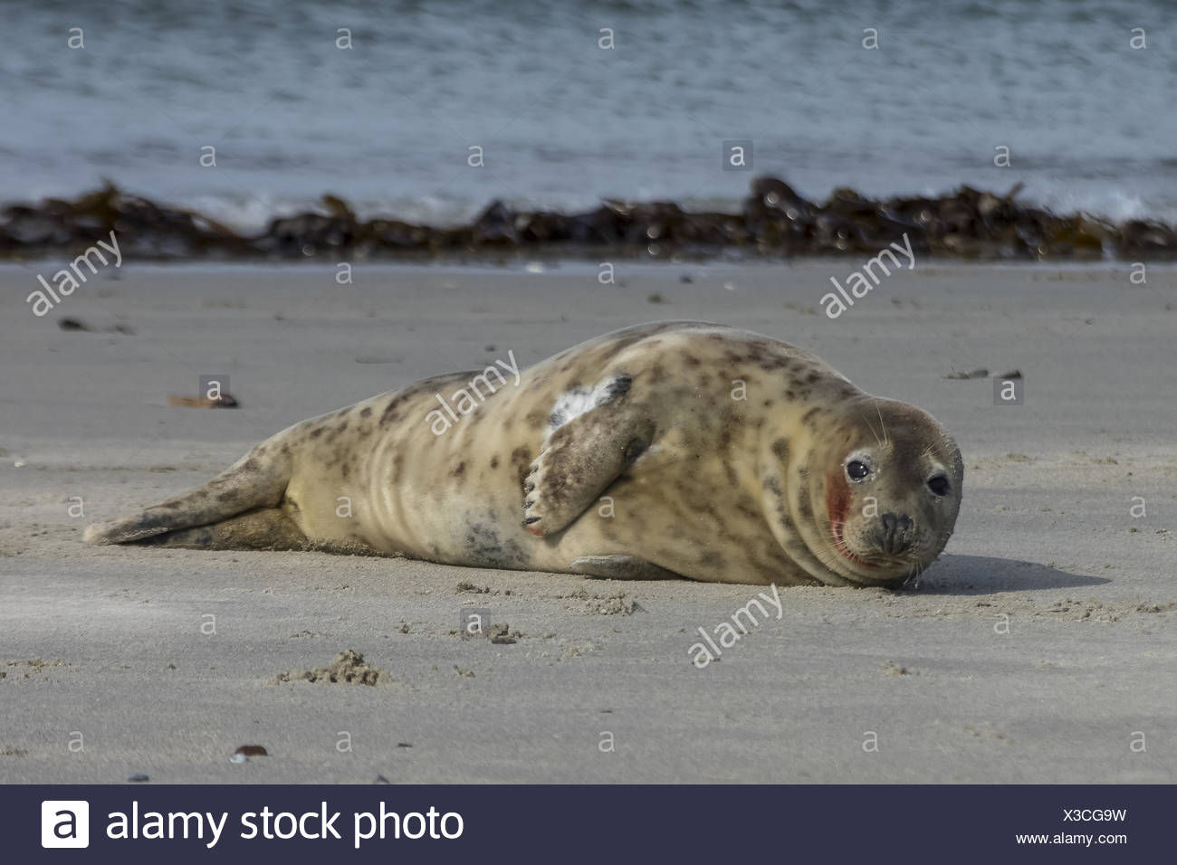 Wounded Animal Stock Photos & Wounded Animal Stock Images - Alamy