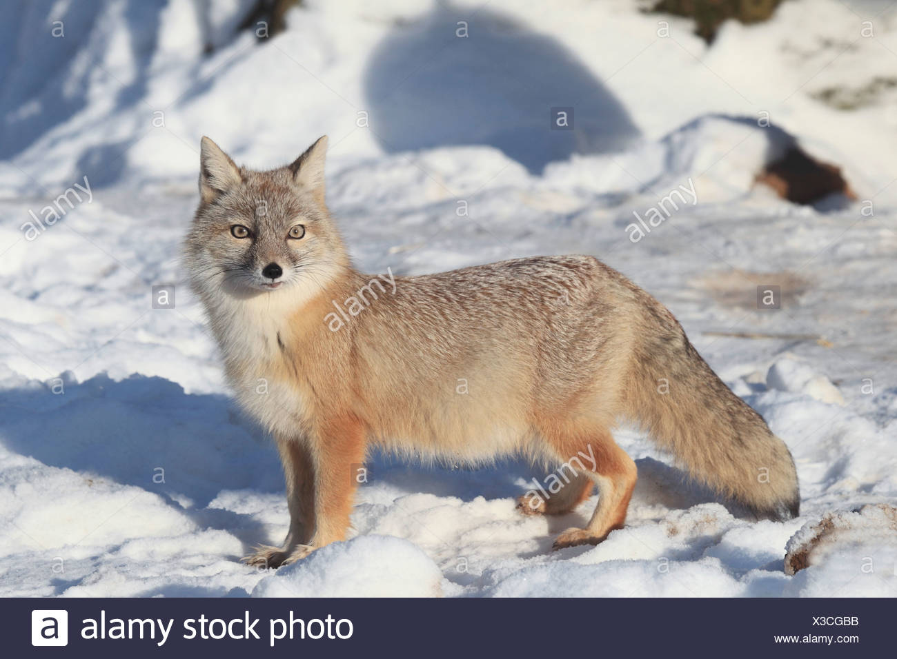 Fox Standing High Resolution Stock Photography and Images - Alamy