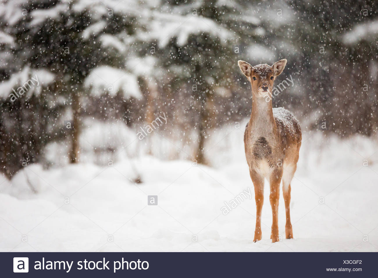 Fallow Deer Fawns Stock Photos & Fallow Deer Fawns Stock Images - Alamy