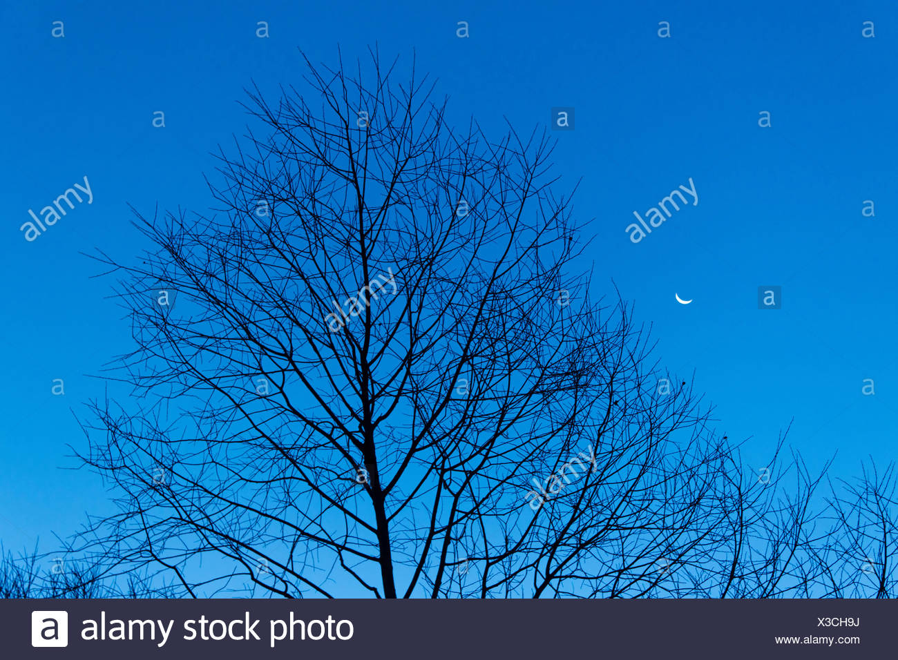 Crescent Moon Tree Silhouette Stock Photos & Crescent Moon Tree ...