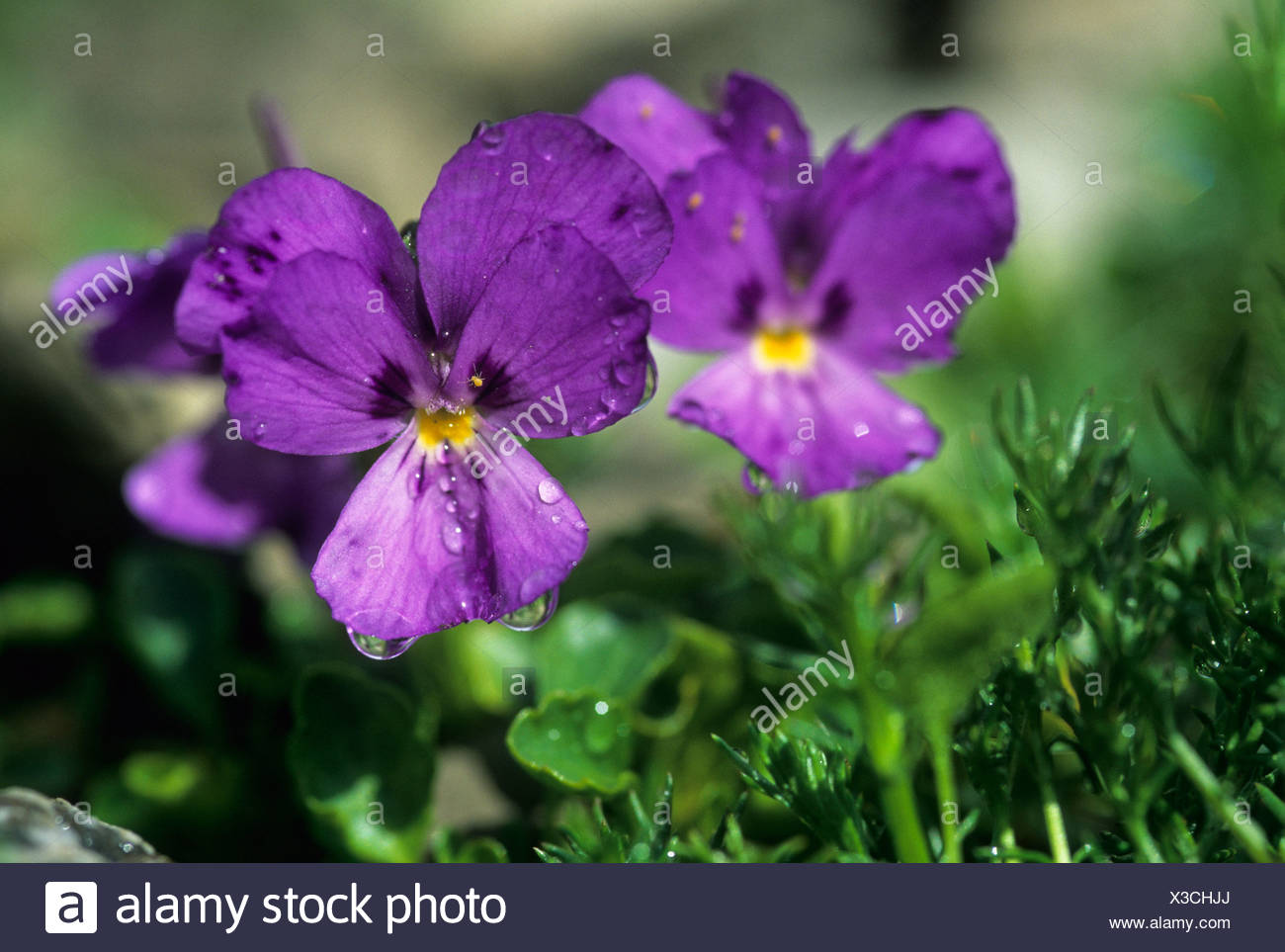 Viola Tricolor Wild High Resolution Stock Photography and Images - Alamy