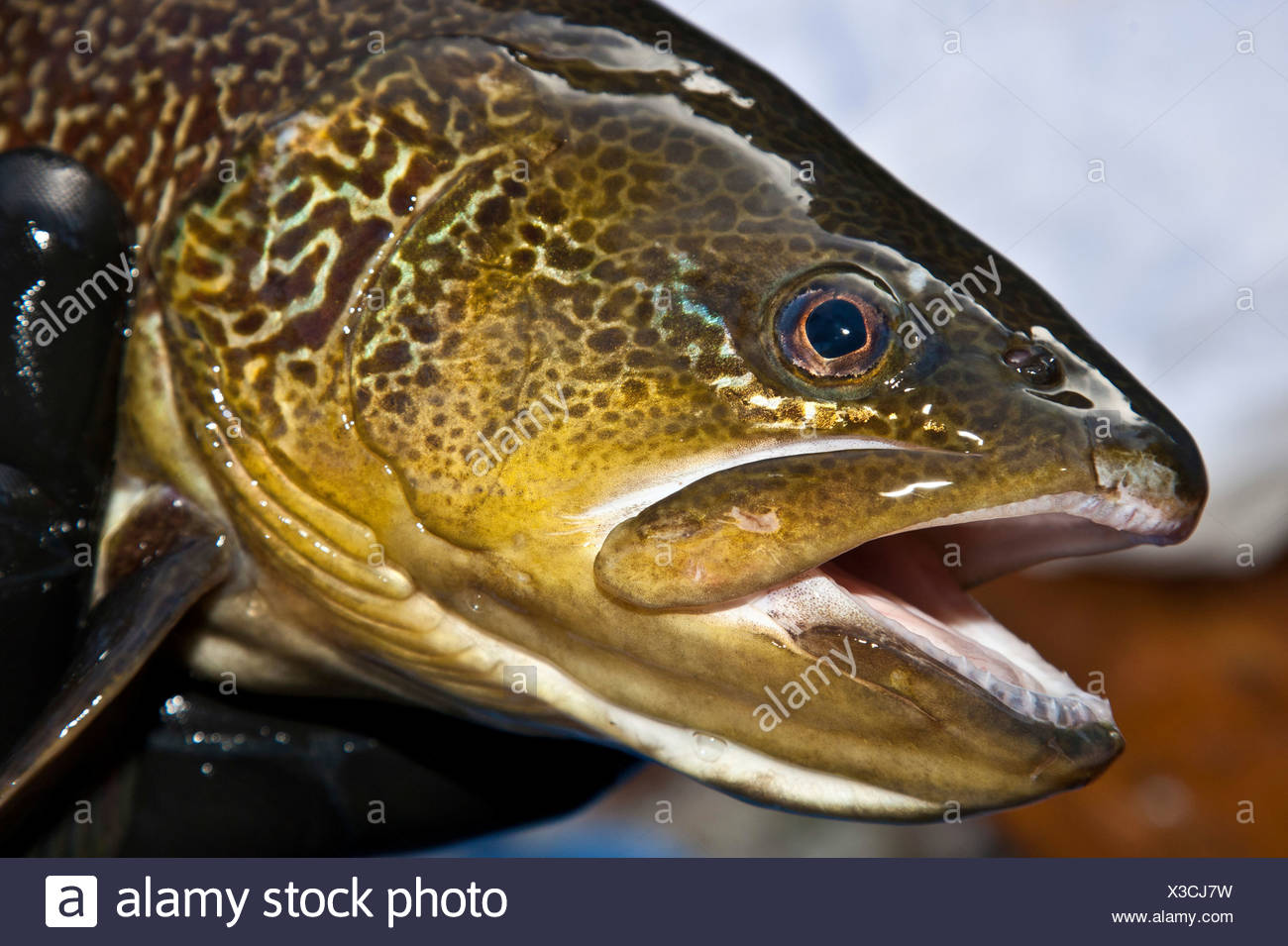 Farms Fish High Resolution Stock Photography and Images - Alamy
