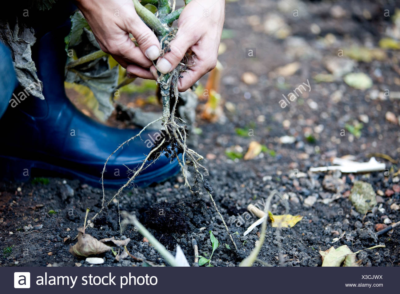 Plant Roots Soil Stock Photos & Plant Roots Soil Stock Images - Alamy