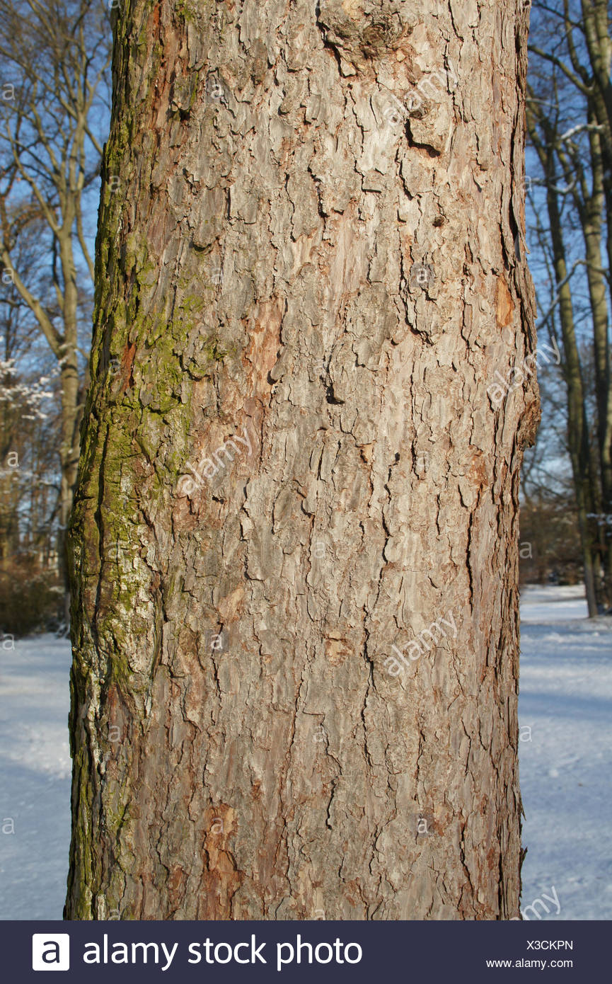 Golden Larch High Resolution Stock Photography and Images - Alamy