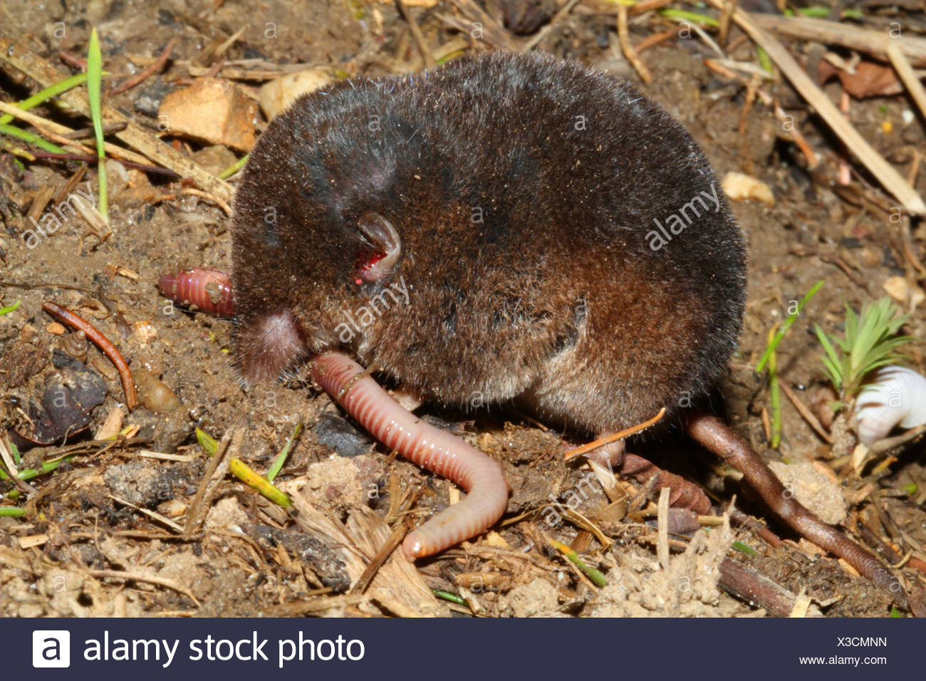 Shrew Eating High Resolution Stock Photography and Images - Alamy