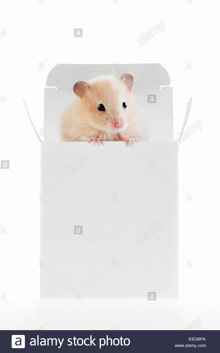 Peep Box High Resolution Stock Photography and Images - Alamy