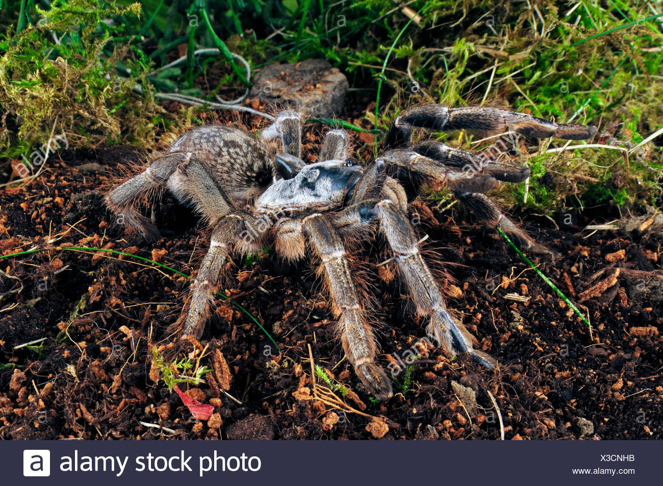 Rear Horned High Resolution Stock Photography and Images - Alamy