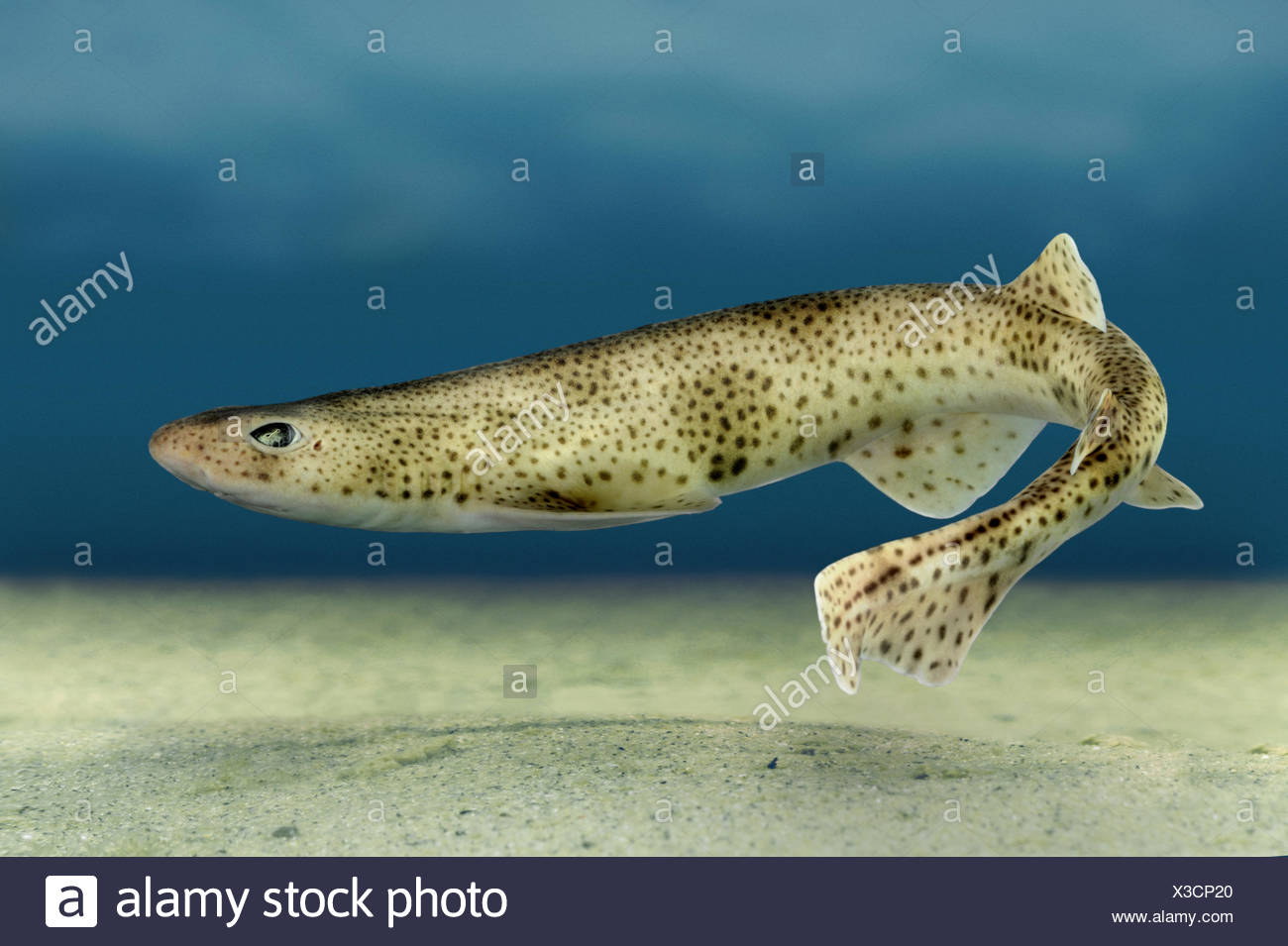 Lesser Spotted Catshark High Resolution Stock Photography and Images ...