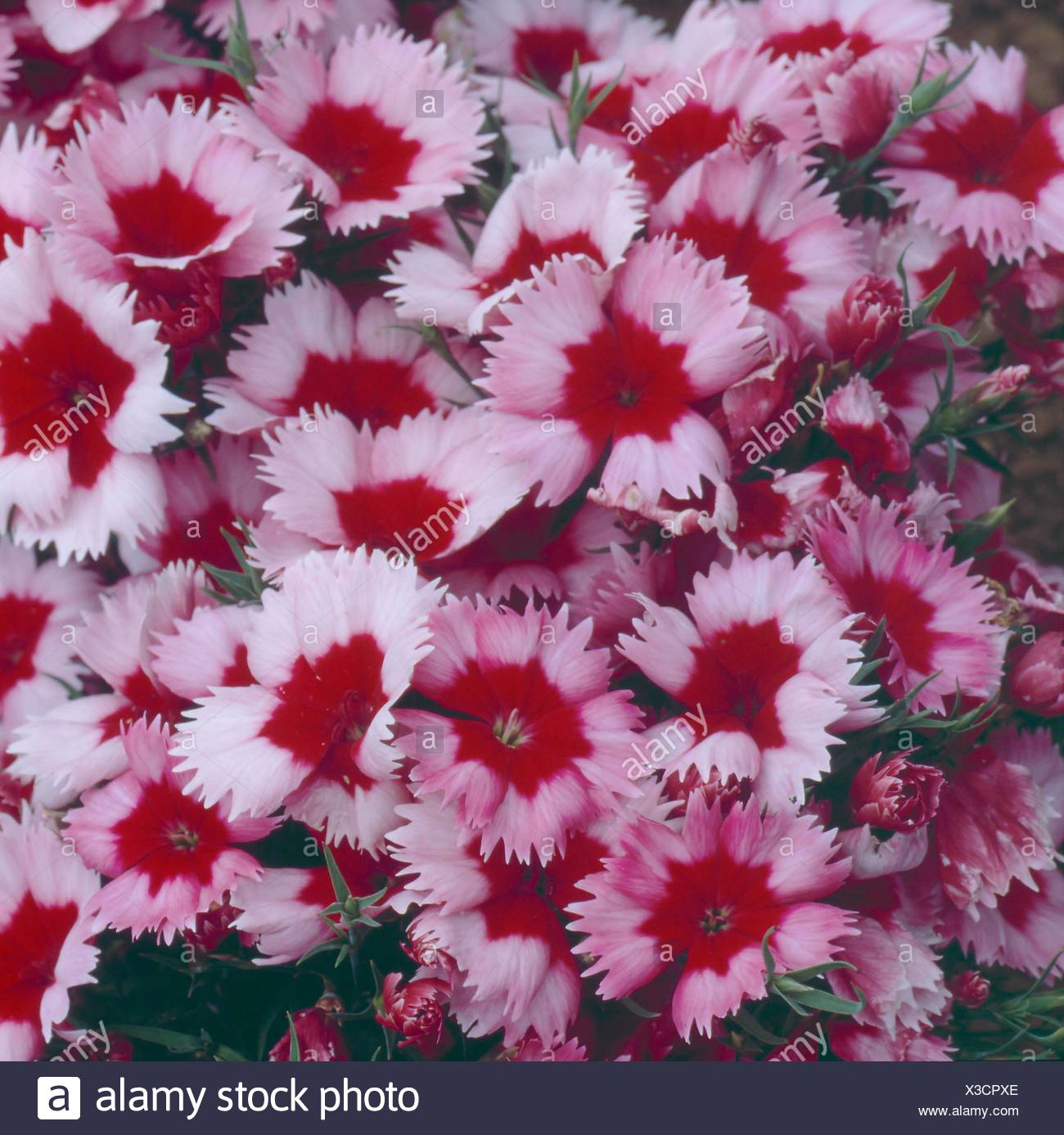 Dianthus Chinensis High Resolution Stock Photography and Images - Alamy