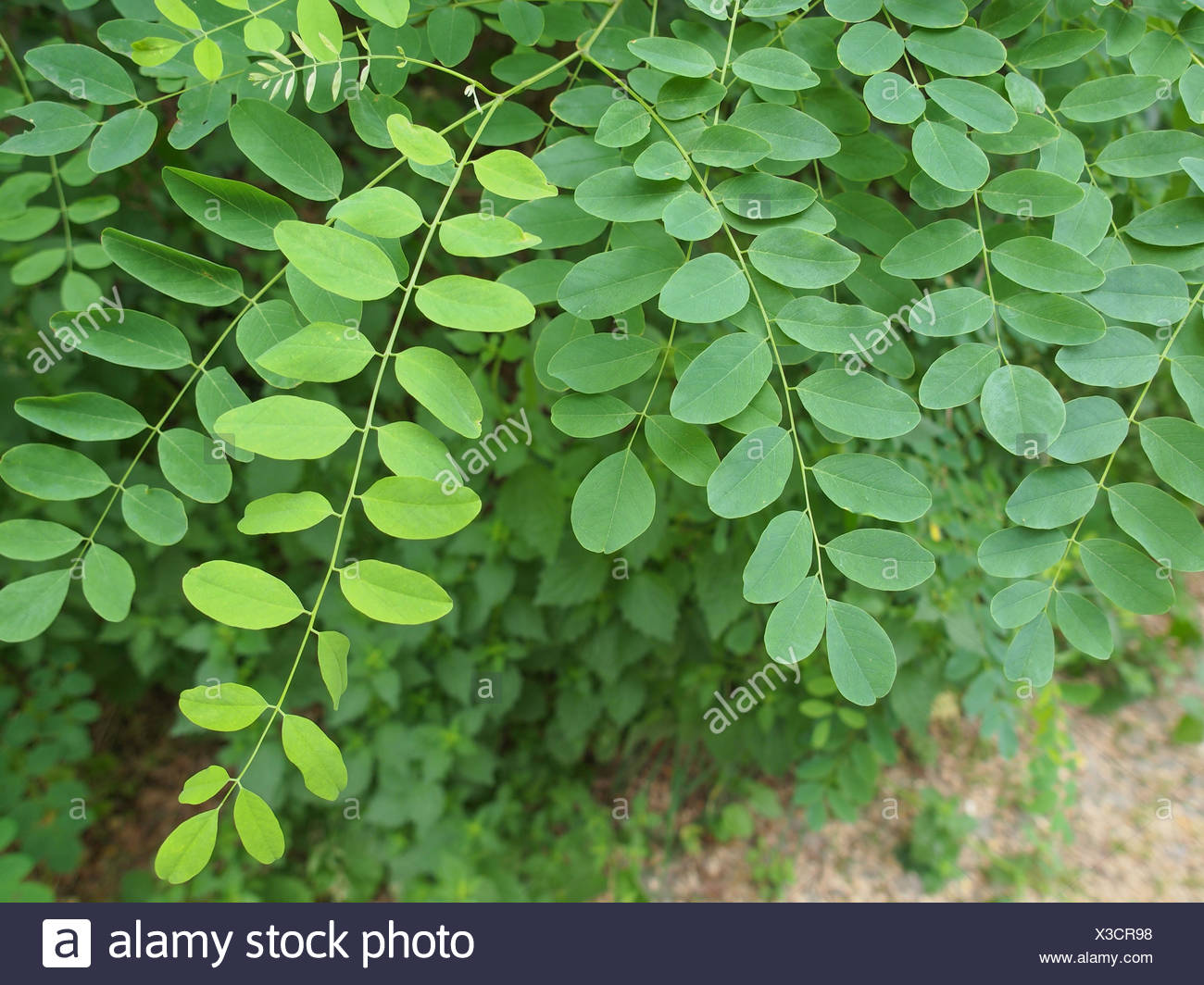 Acacia Leaf High Resolution Stock Photography and Images - Alamy