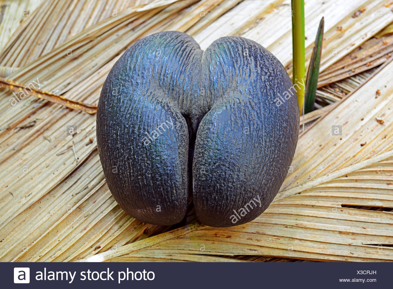 Double Coconut Lodoicea Maldivica Stock Photos & Double Coconut ...