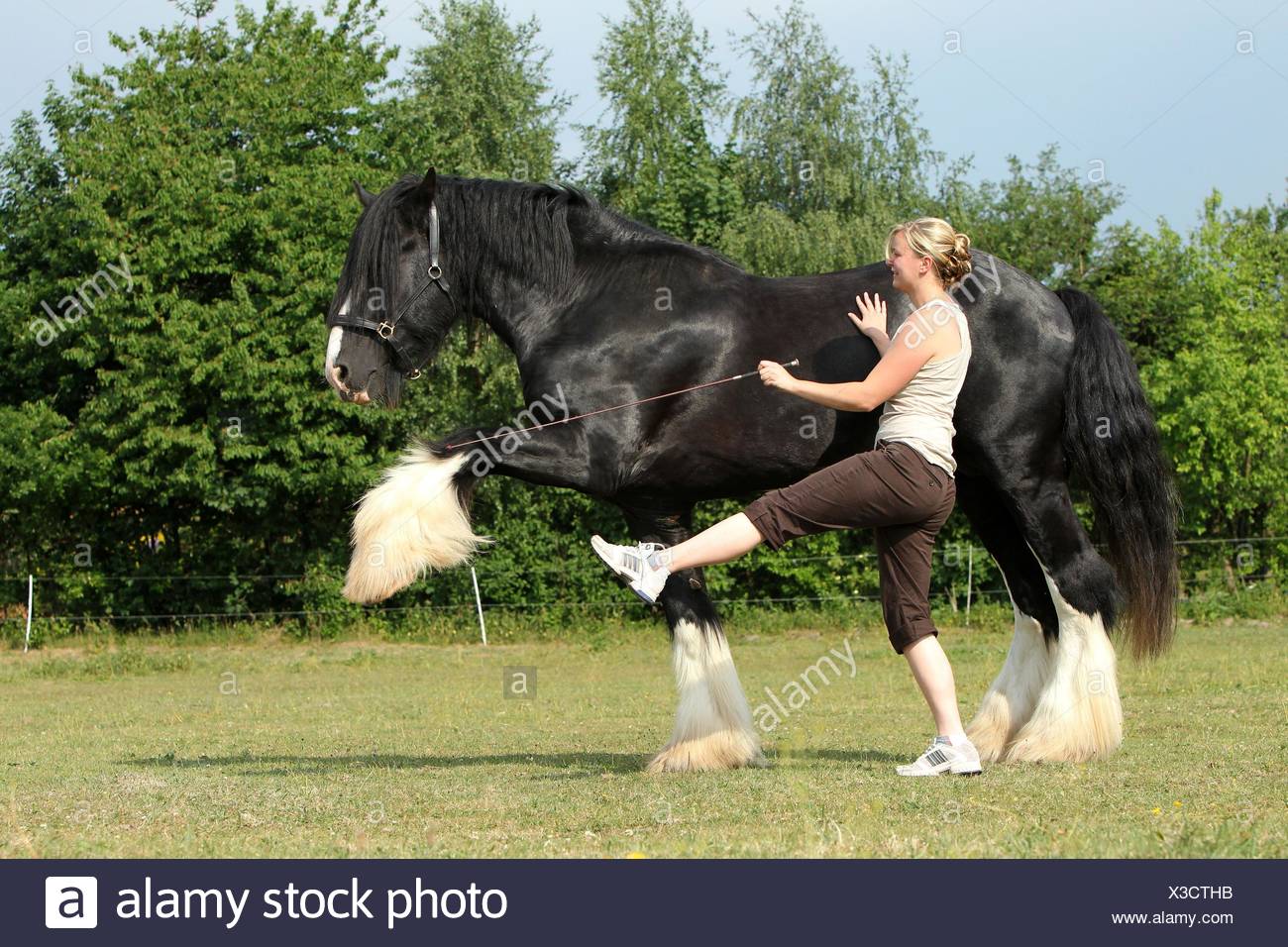 Shire Horse Walking Meadow High Resolution Stock Photography and Images ...