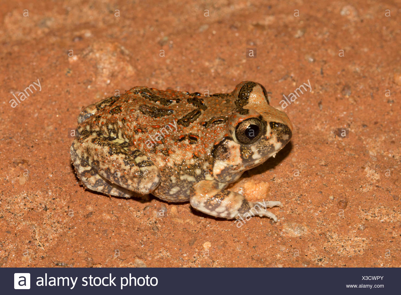 Sphaerotheca Sp High Resolution Stock Photography and Images - Alamy