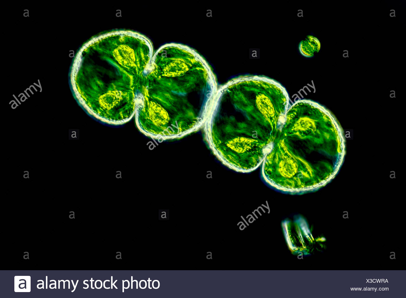 Green Algae Microscope Stock Photos & Green Algae Microscope Stock ...
