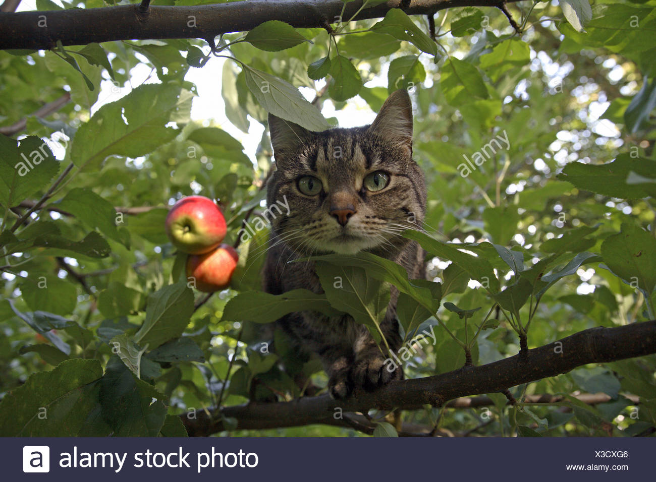 Cat In Apple Tree High Resolution Stock Photography and Images - Alamy