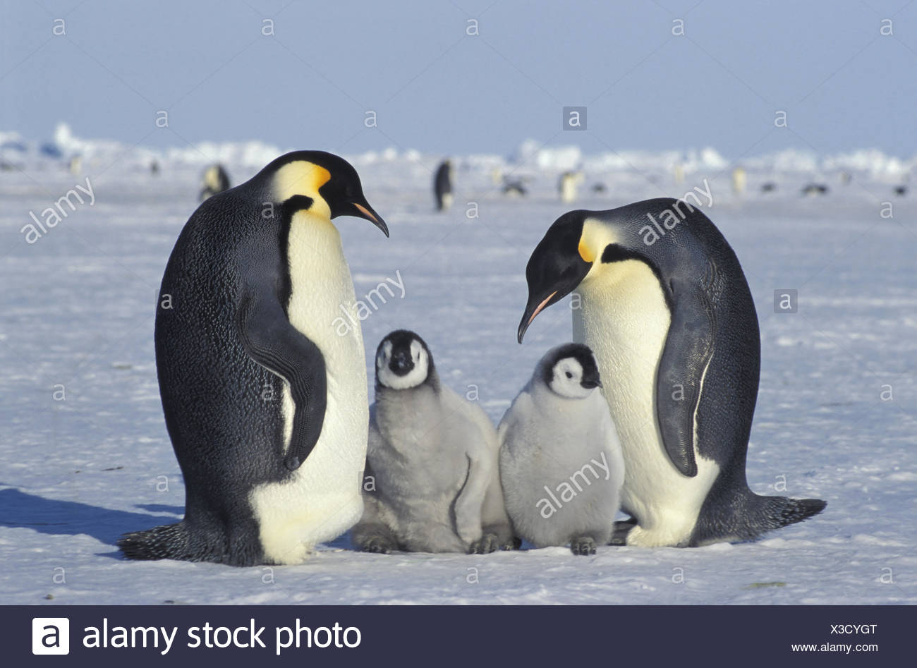 Pingu Stock Photos & Pingu Stock Images - Alamy