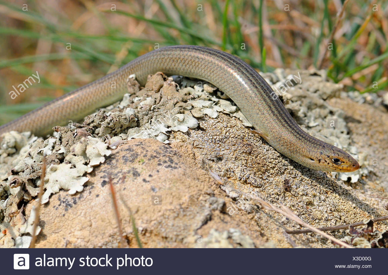 Western Three Toed Skink High Resolution Stock Photography and Images ...