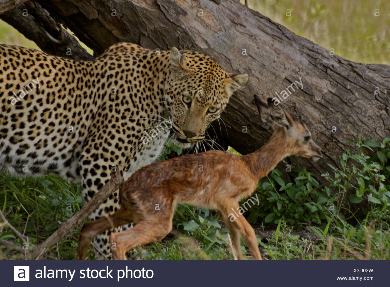 Big Cat Pouncing High Resolution Stock Photography and Images - Alamy