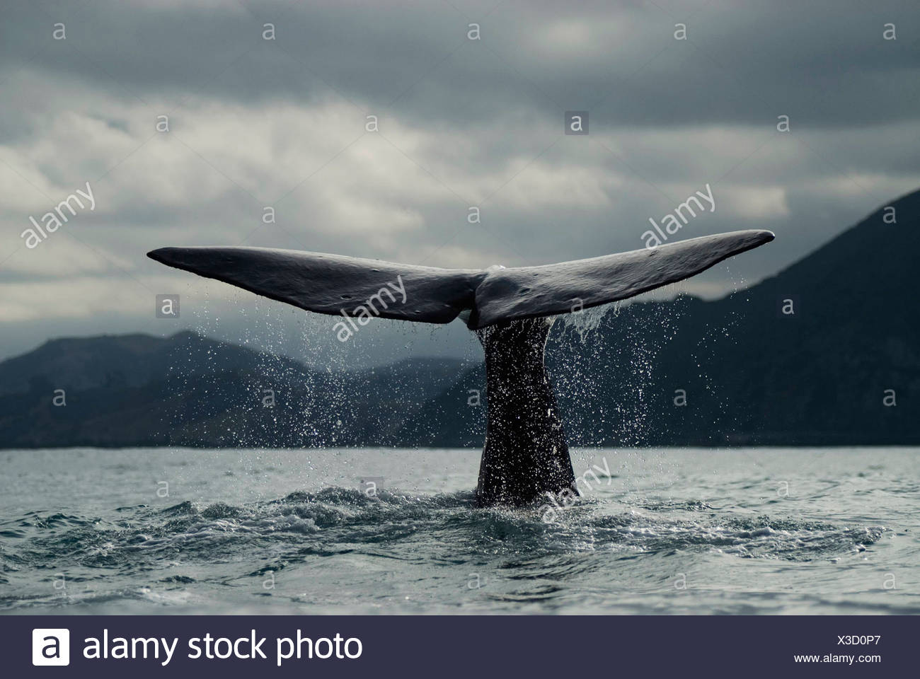 Whale New Zealand High Resolution Stock Photography and Images - Alamy