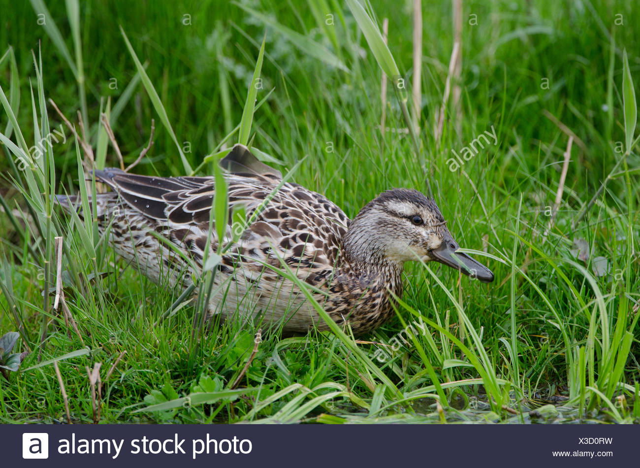 Garganey Female Duck Stock Photos & Garganey Female Duck Stock Images ...