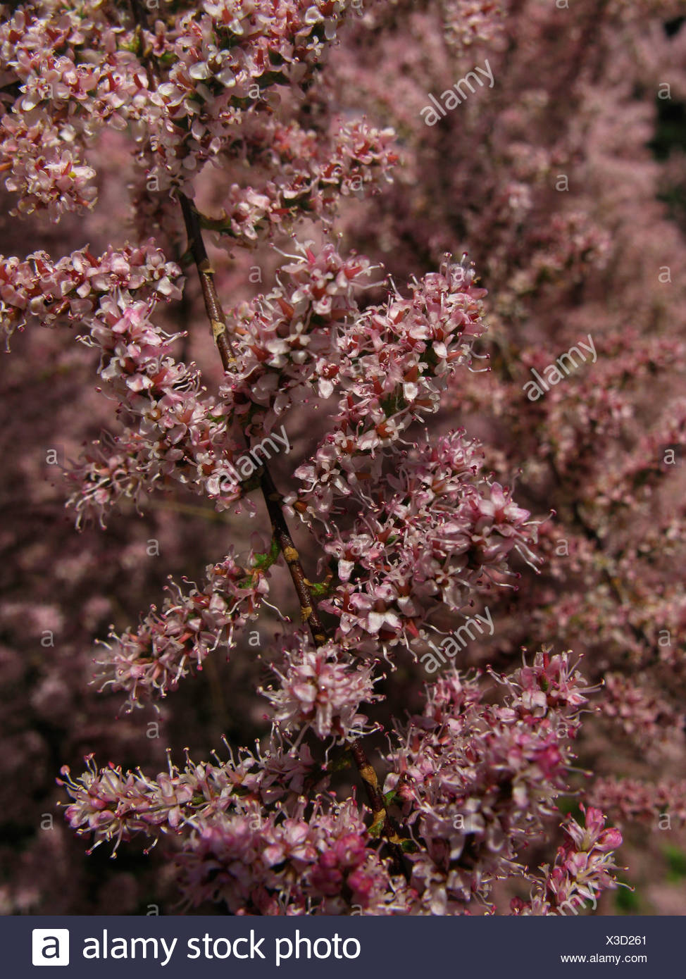 Tamarix Parviflora High Resolution Stock Photography and Images - Alamy
