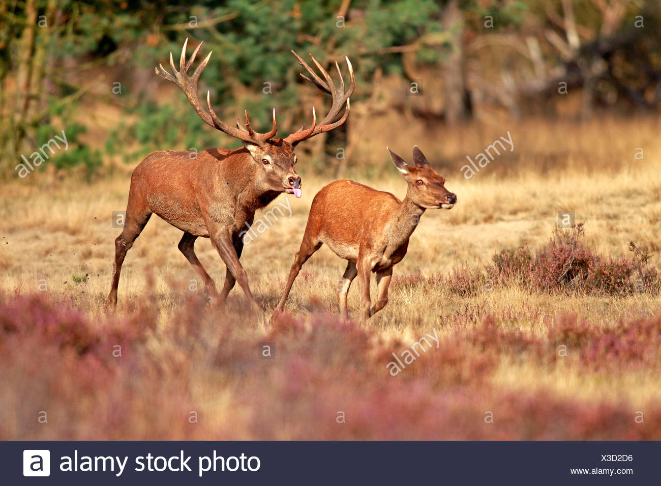 Male And Female Deer Stock Photos & Male And Female Deer Stock Images ...