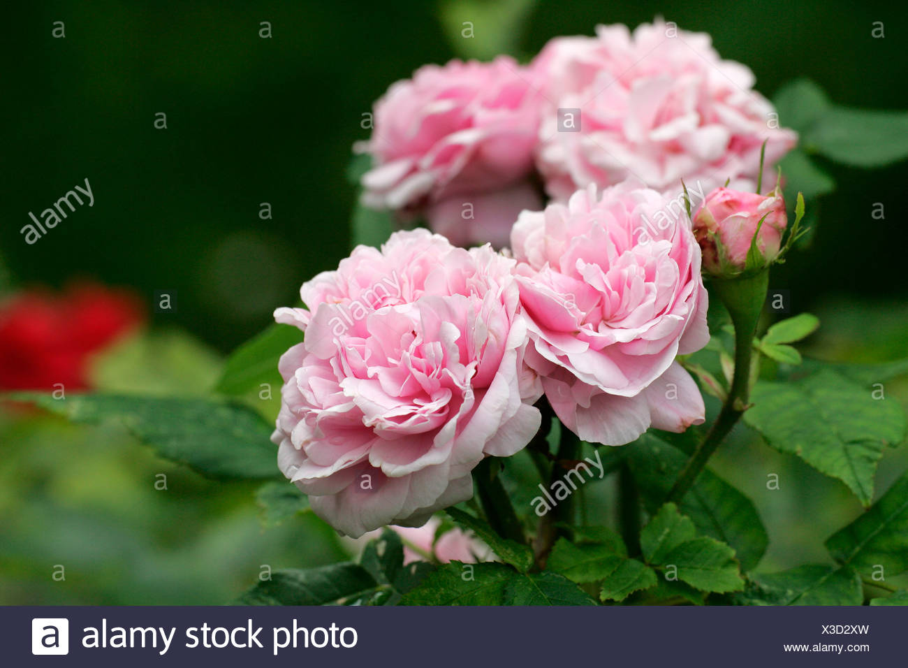 Rosa Damascena Jacques Cartier High Resolution Stock Photography and ...