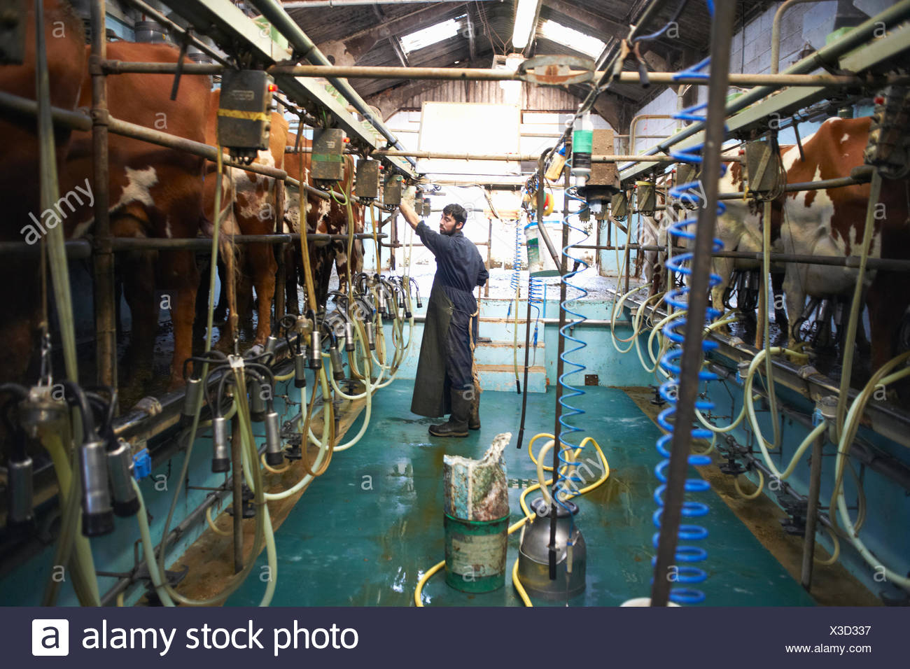 Farmer Milking Cows Machine High Resolution Stock Photography and ...