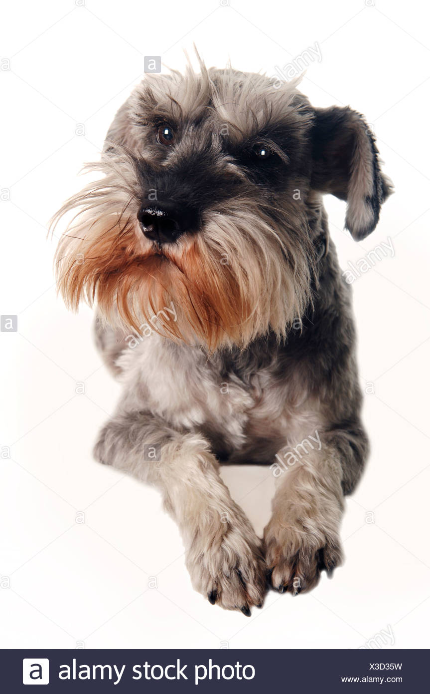 Schnauzer Dog Stock Photos & Schnauzer Dog Stock Images - Alamy