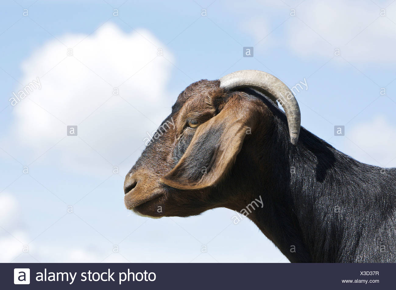 Ovambo High Resolution Stock Photography and Images - Alamy