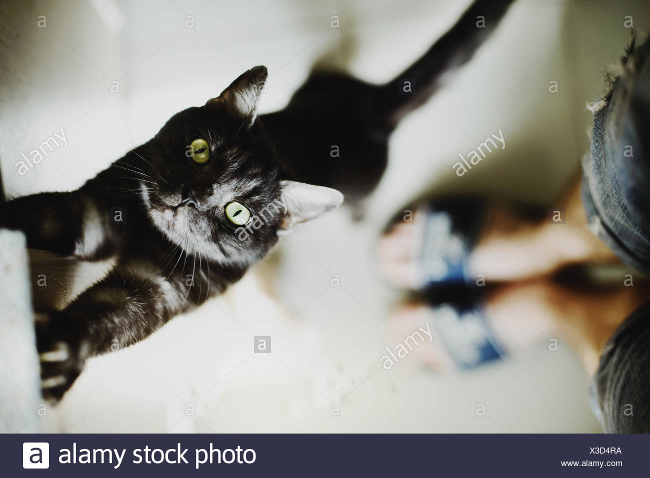 Cat Reaching Up High Resolution Stock Photography and Images - Alamy