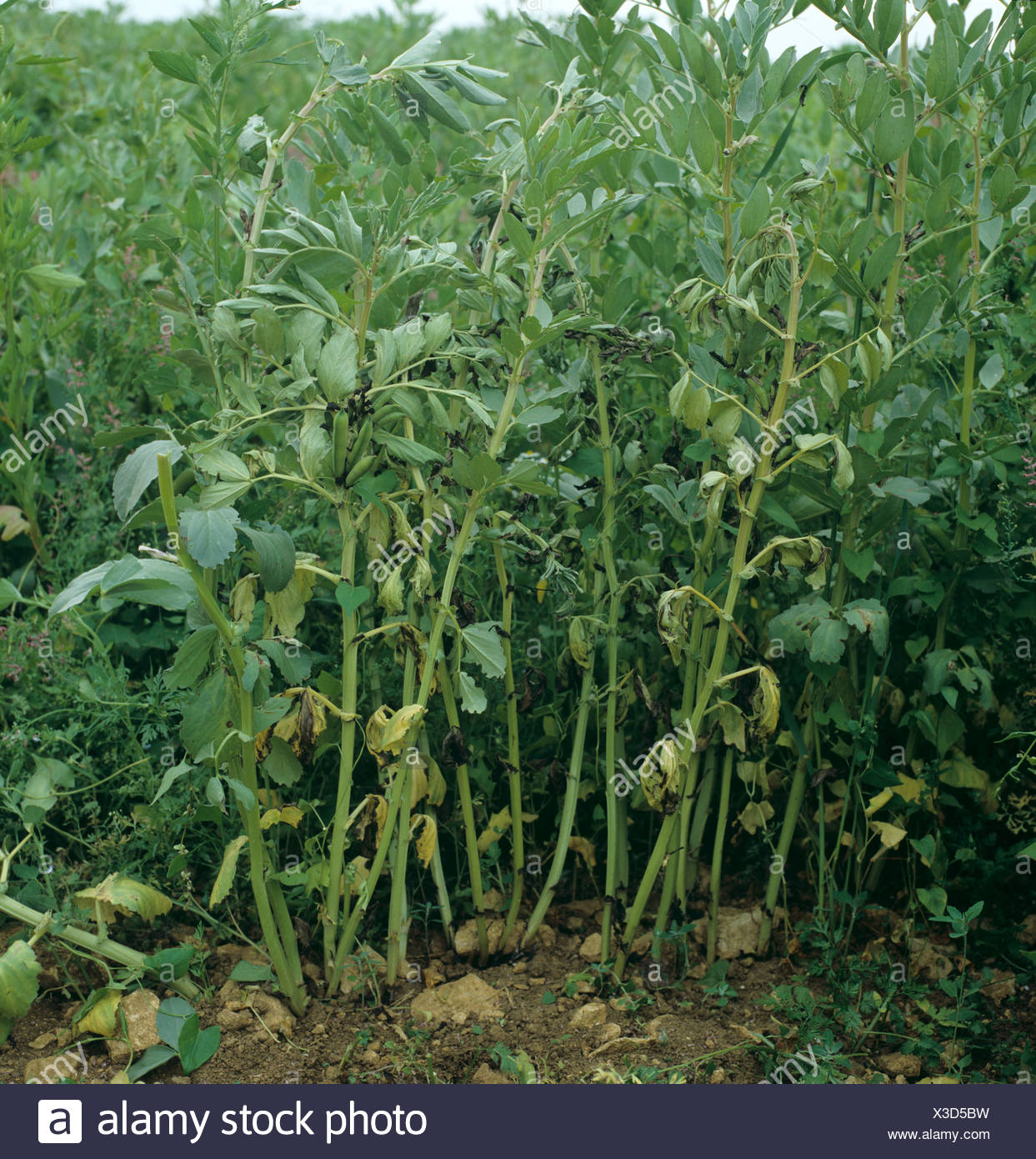 Wilting Plant Disease Stock Photos & Wilting Plant Disease Stock Images ...