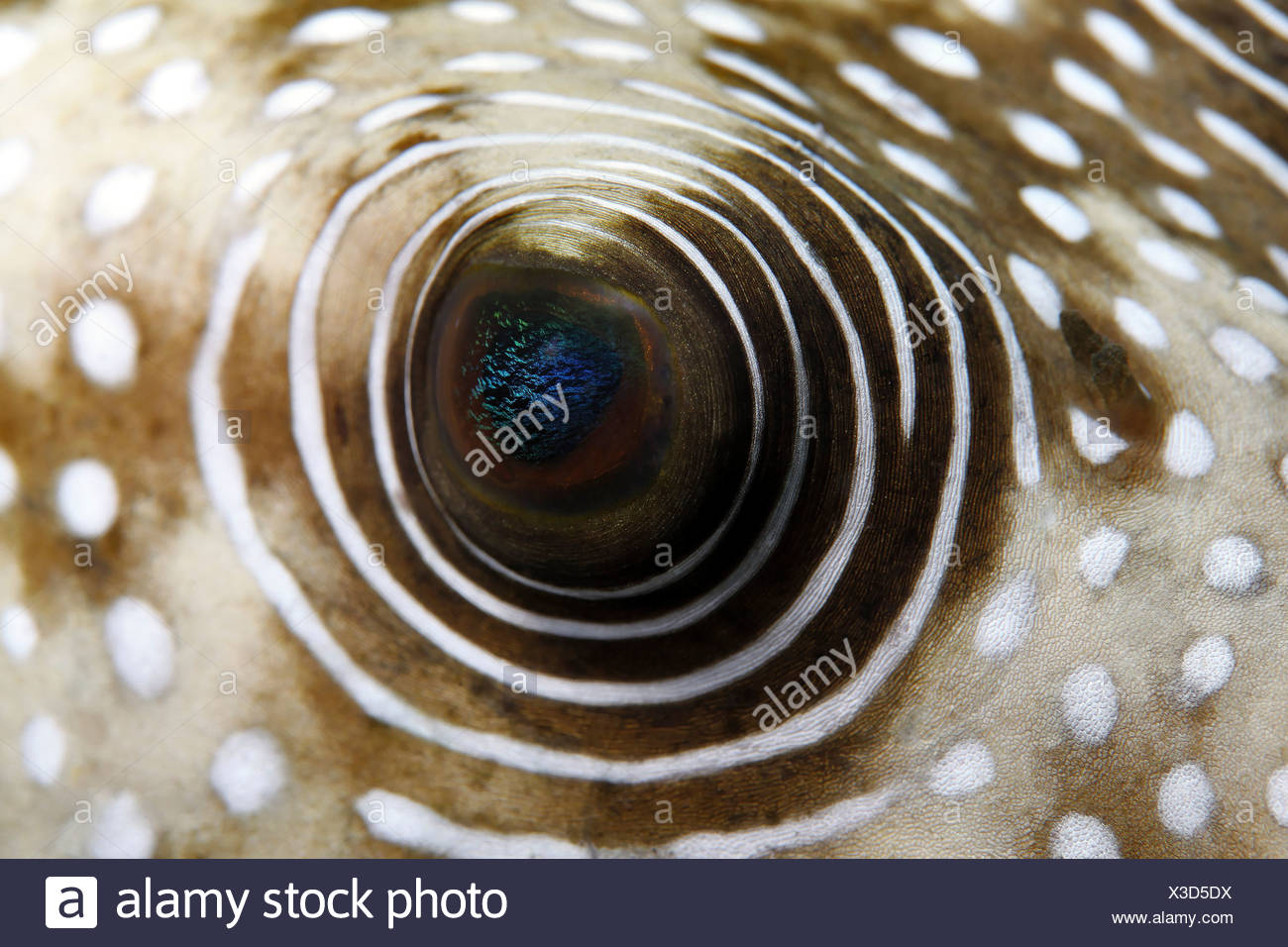 Puffer Fish Eye High Resolution Stock Photography and Images - Alamy