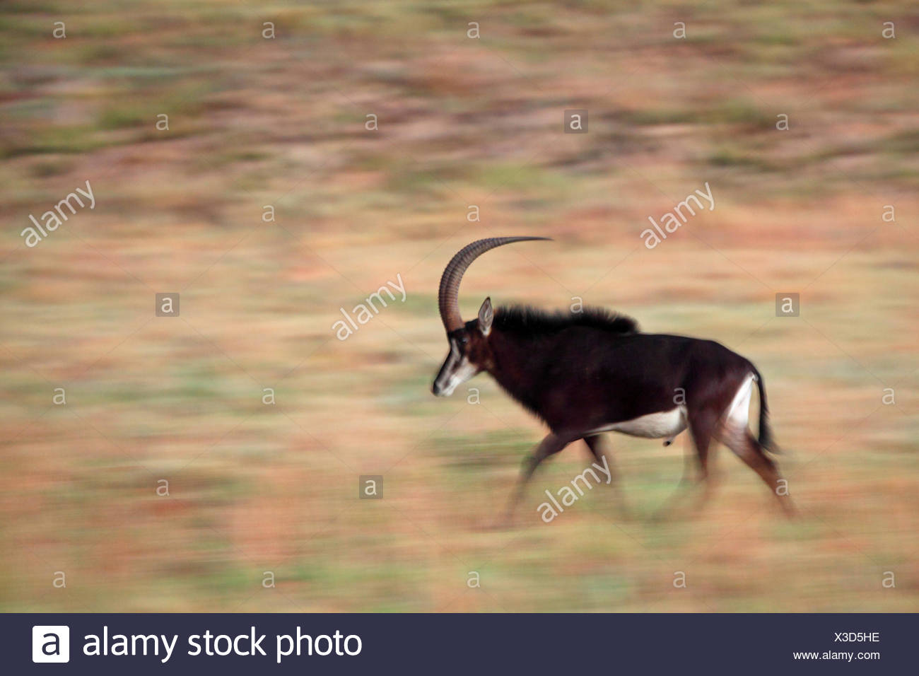 South African Antelope High Resolution Stock Photography and Images - Alamy