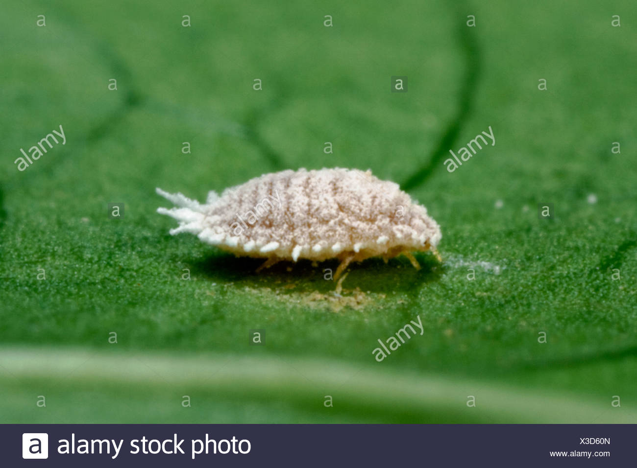 Mealy Bug Leaf High Resolution Stock Photography and Images - Alamy