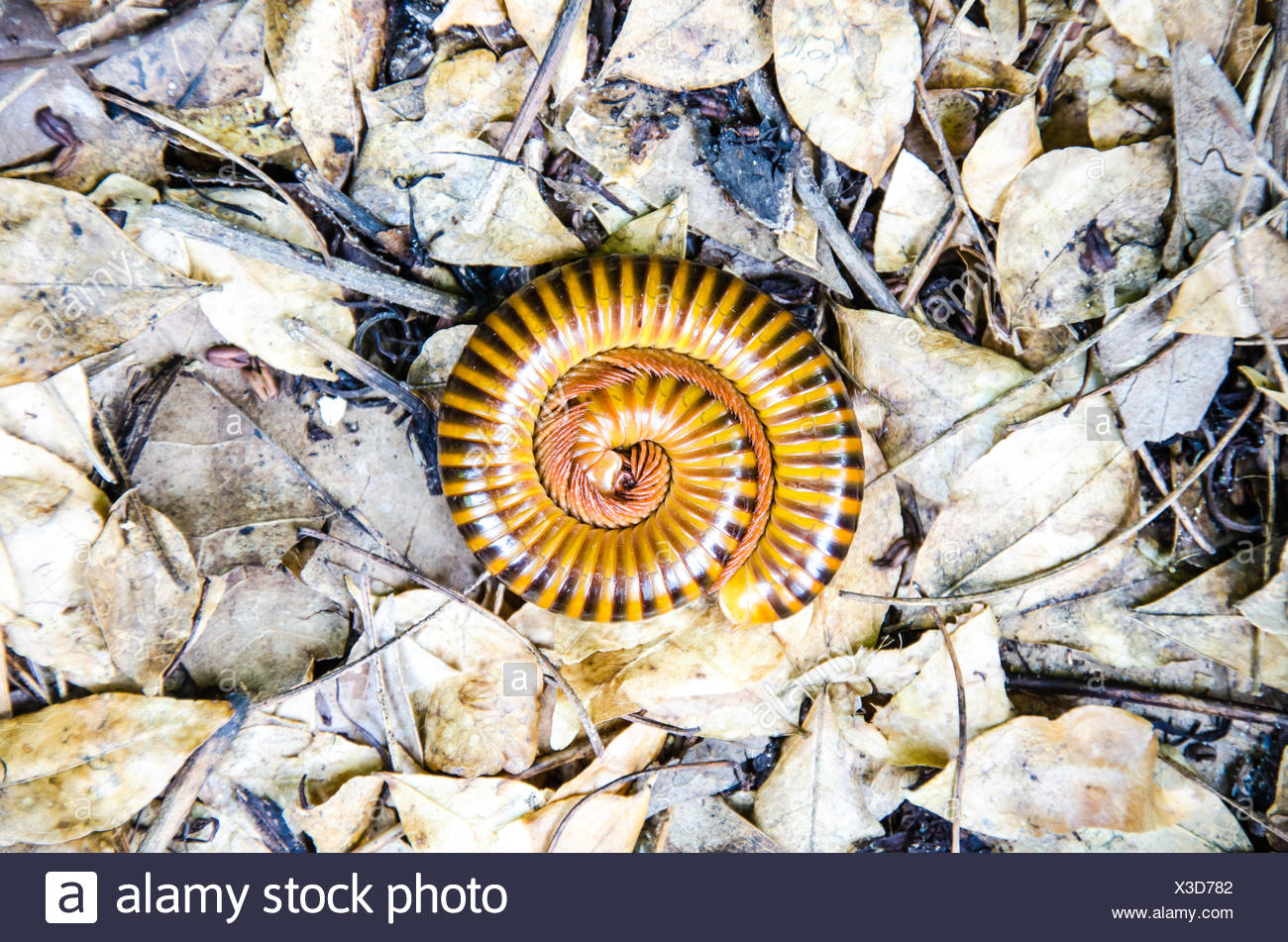 Millipede Head Stock Photos & Millipede Head Stock Images - Alamy