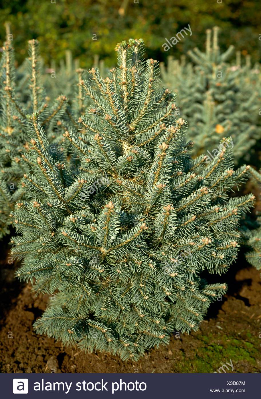 Subalpine Fir Abies Lasiocarpa High Resolution Stock Photography and ...