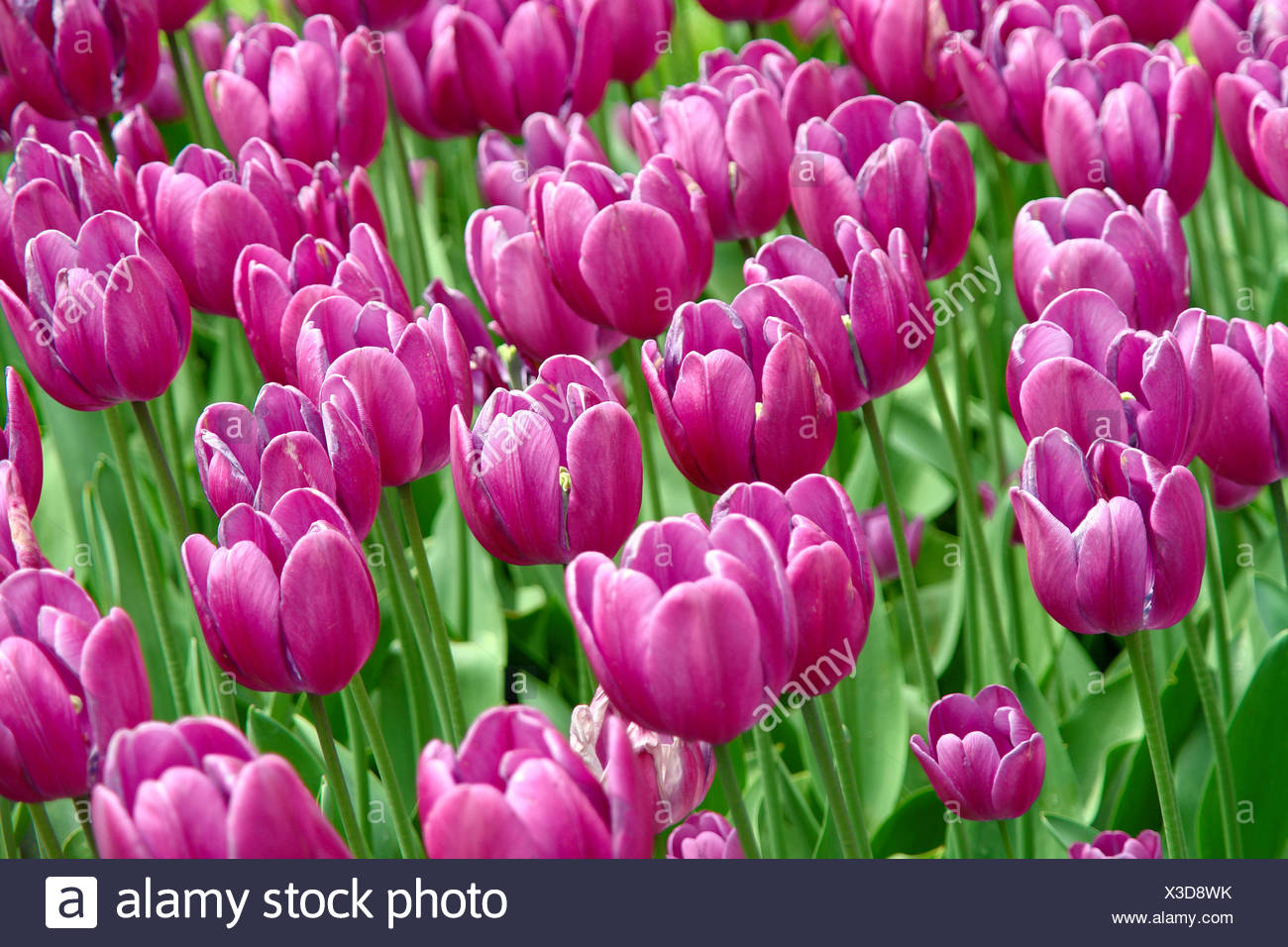 Flourishing High Resolution Stock Photography and Images - Alamy