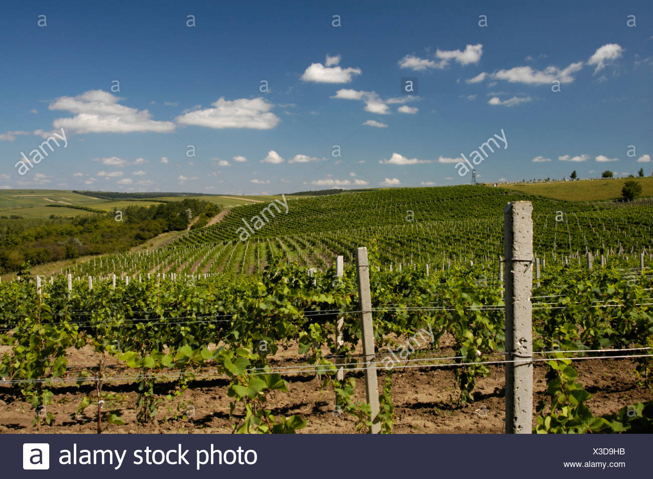 Vineculture High Resolution Stock Photography and Images - Alamy