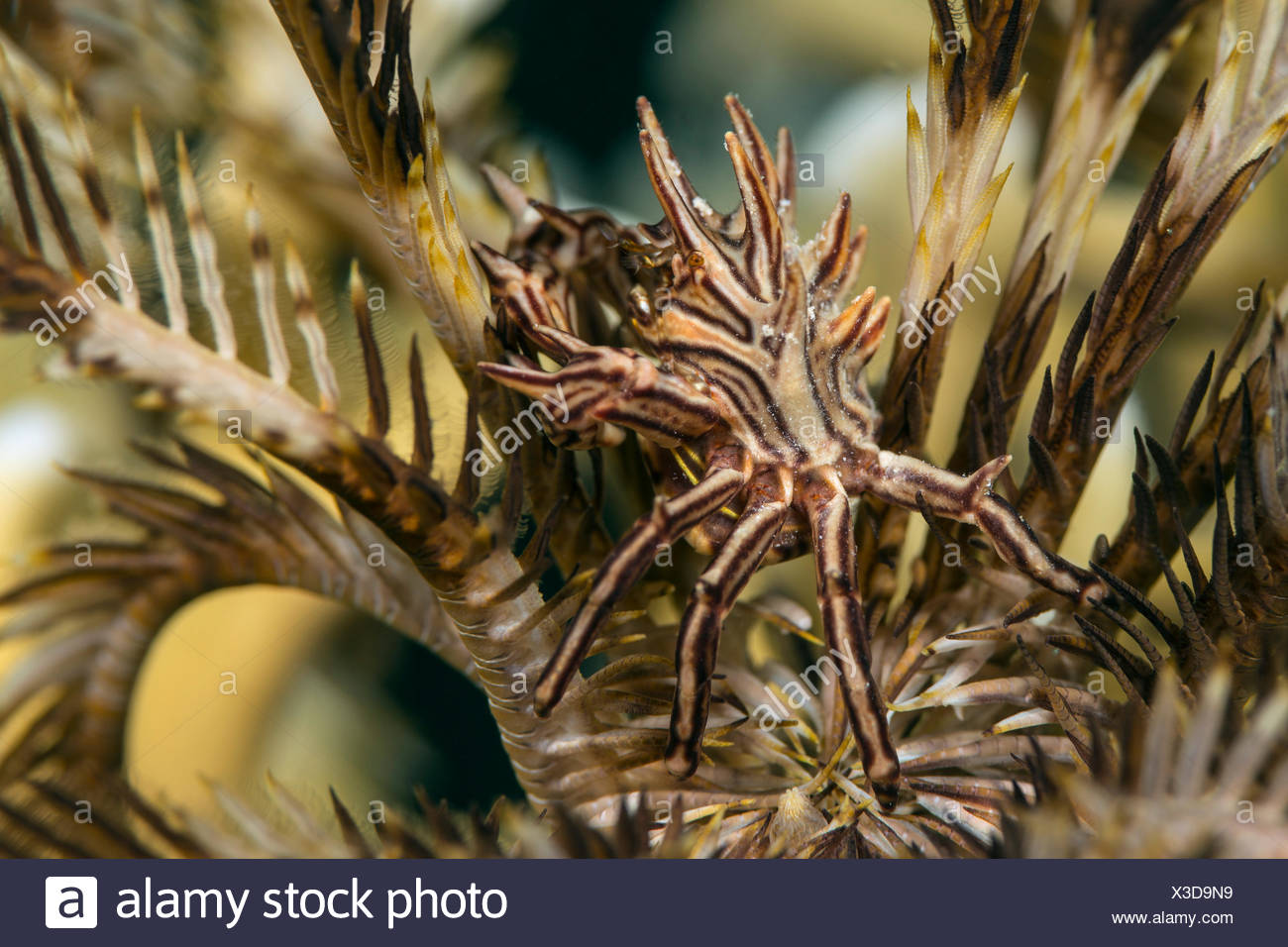 Crinoid Crab High Resolution Stock Photography and Images - Alamy