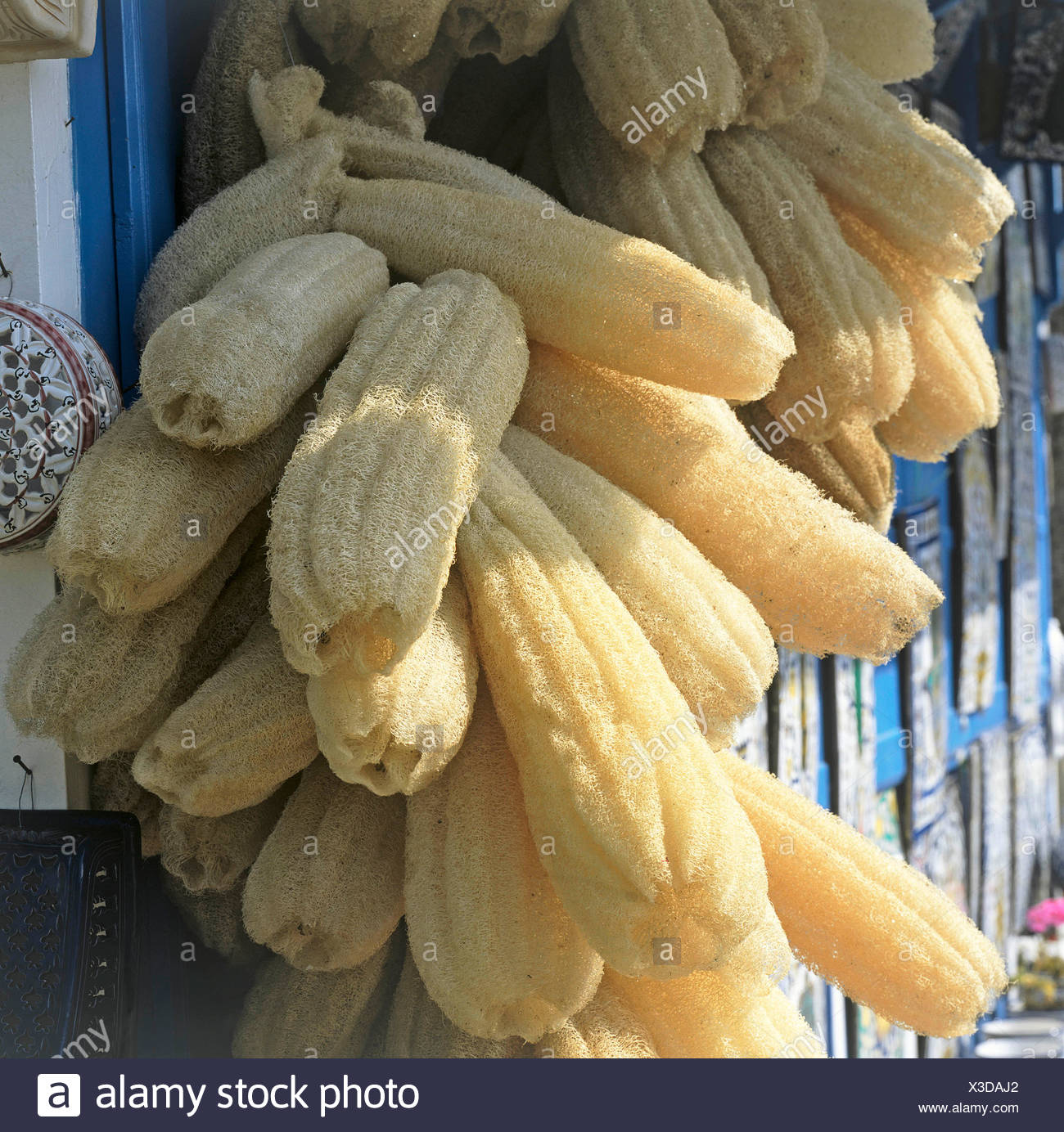 Luffa Cylindrica Luffa High Resolution Stock Photography and Images - Alamy