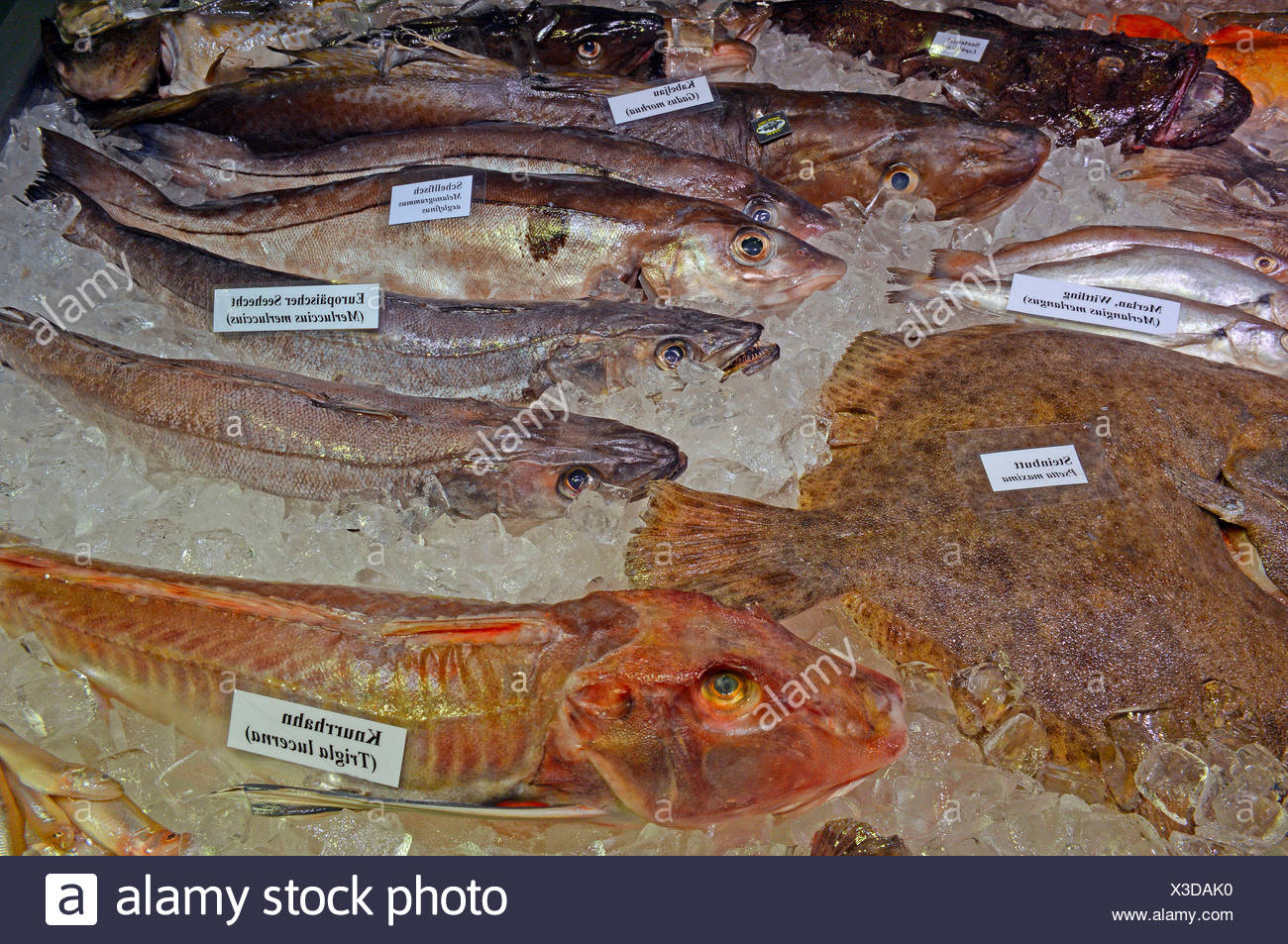 Hake Fish Sea Stock Photos & Hake Fish Sea Stock Images - Alamy