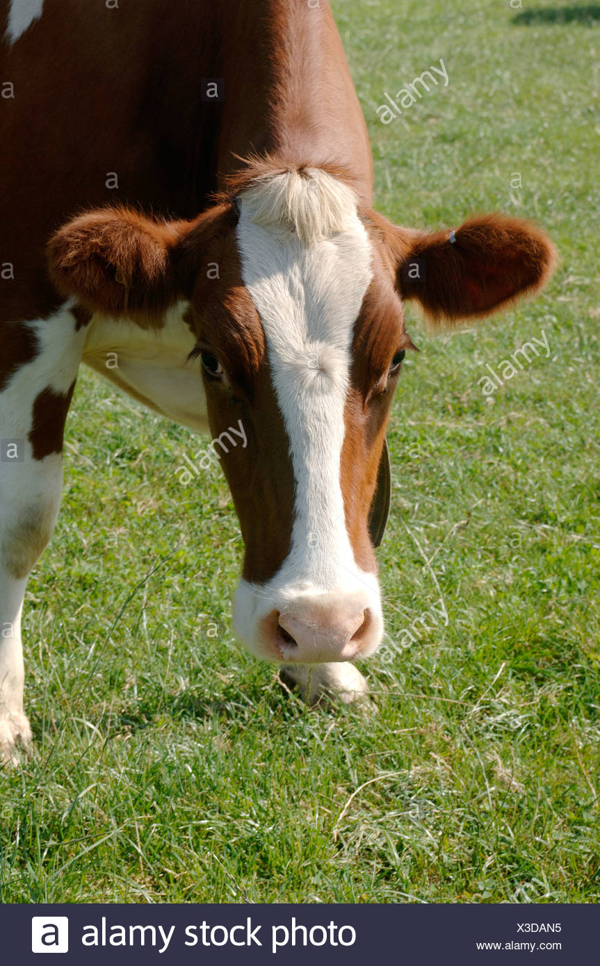 Devon Red Cattle High Resolution Stock Photography and Images - Alamy