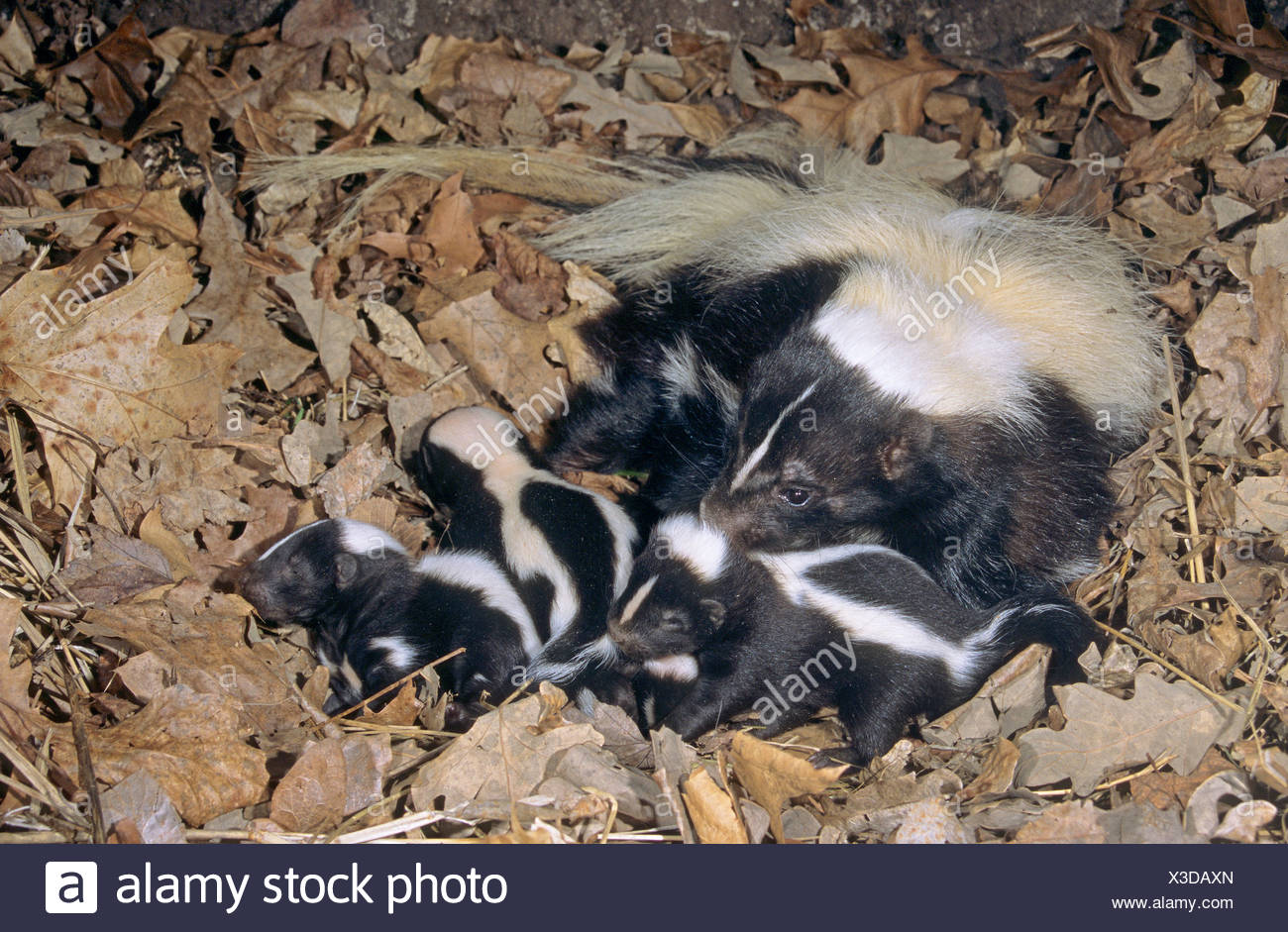 Skunk Den Stock Photos & Skunk Den Stock Images - Alamy