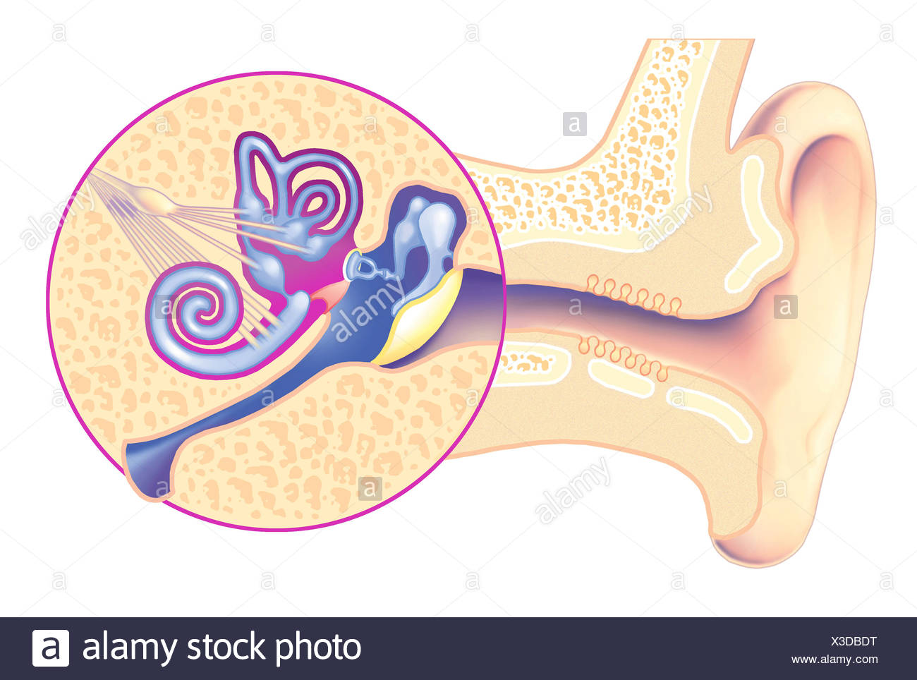 Sense Organs Cut Out Stock Images & Pictures - Alamy
