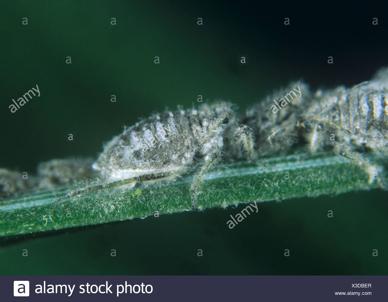 Insect On Pine Tree High Resolution Stock Photography and Images - Alamy