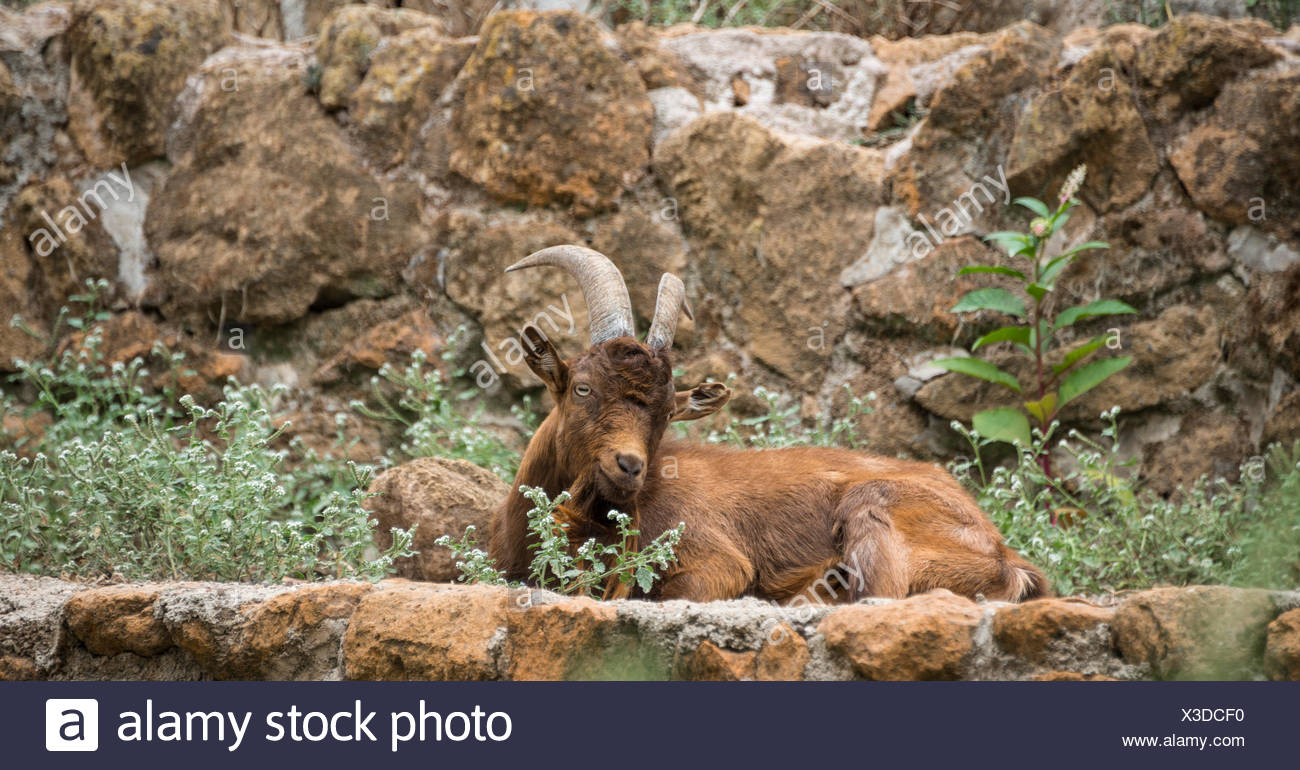 Rome Zoo High Resolution Stock Photography and Images - Alamy